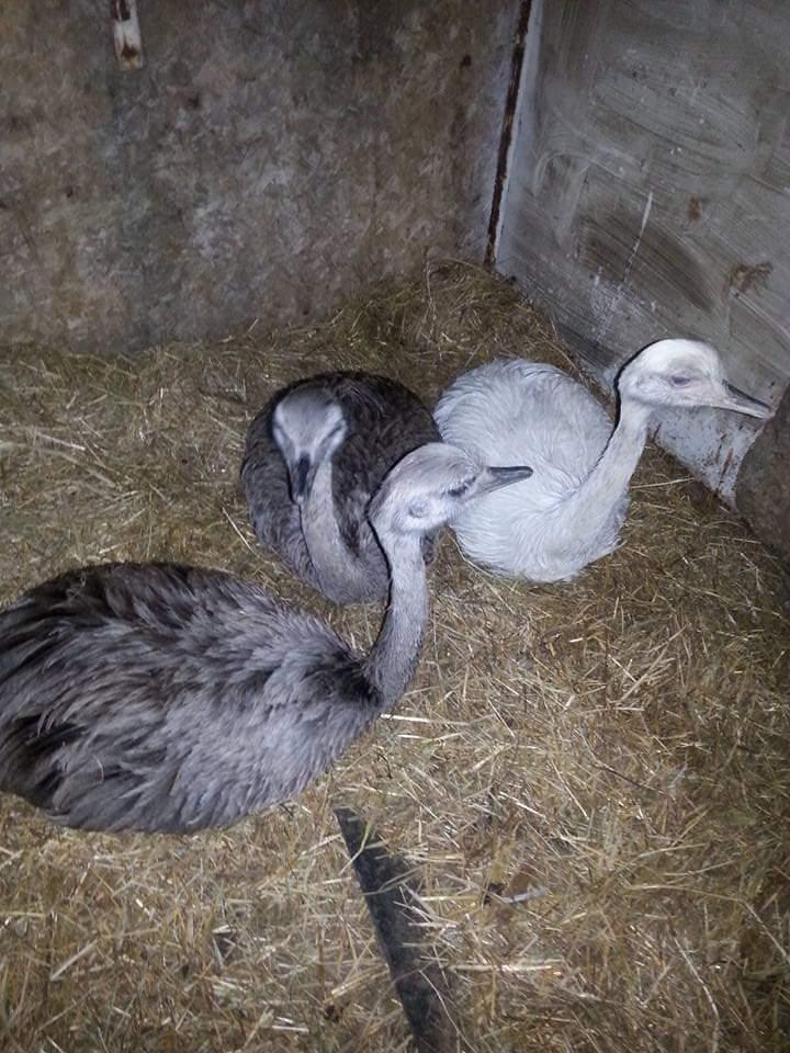 Raising Rhea Birds to Diversify - Backyard Poultry